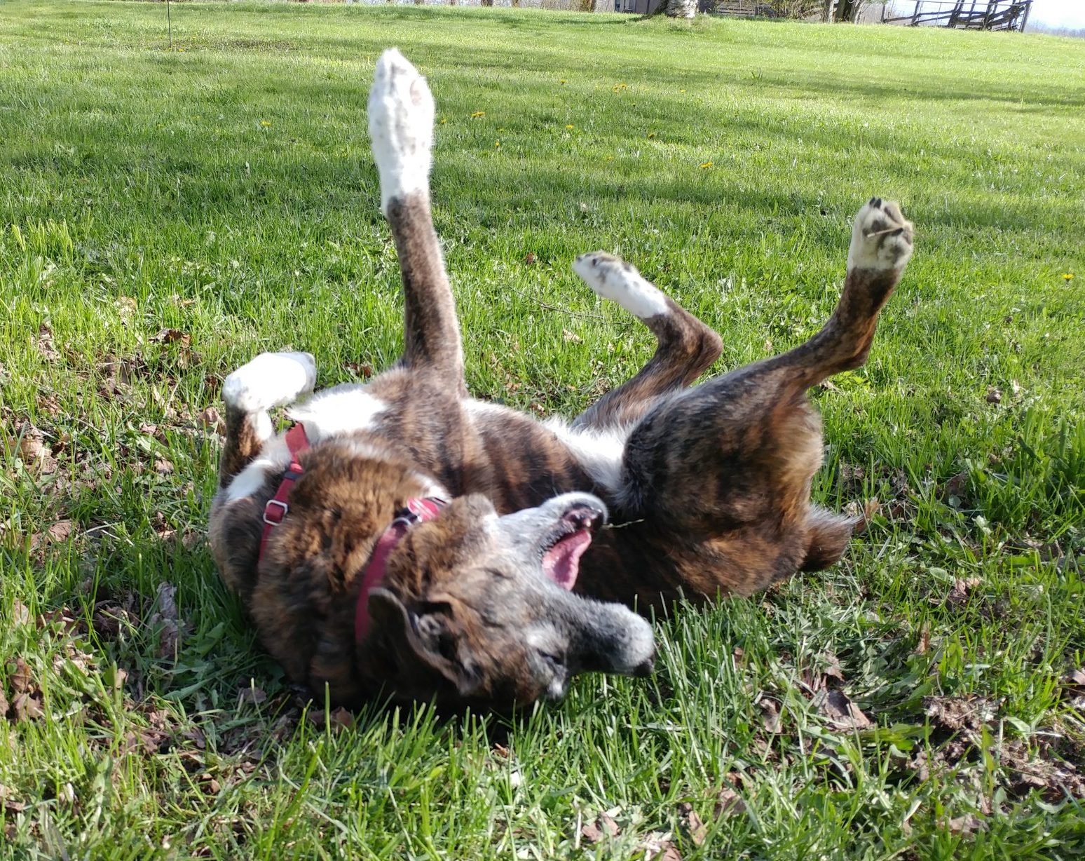 Group Classes - Furry Logic Dog Training