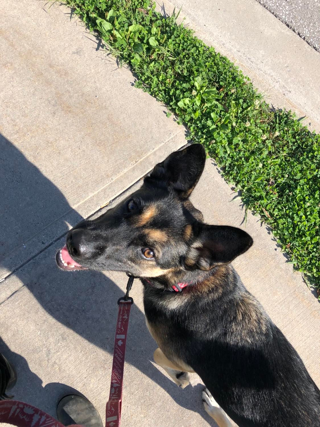 Group Classes - Furry Logic Dog Training