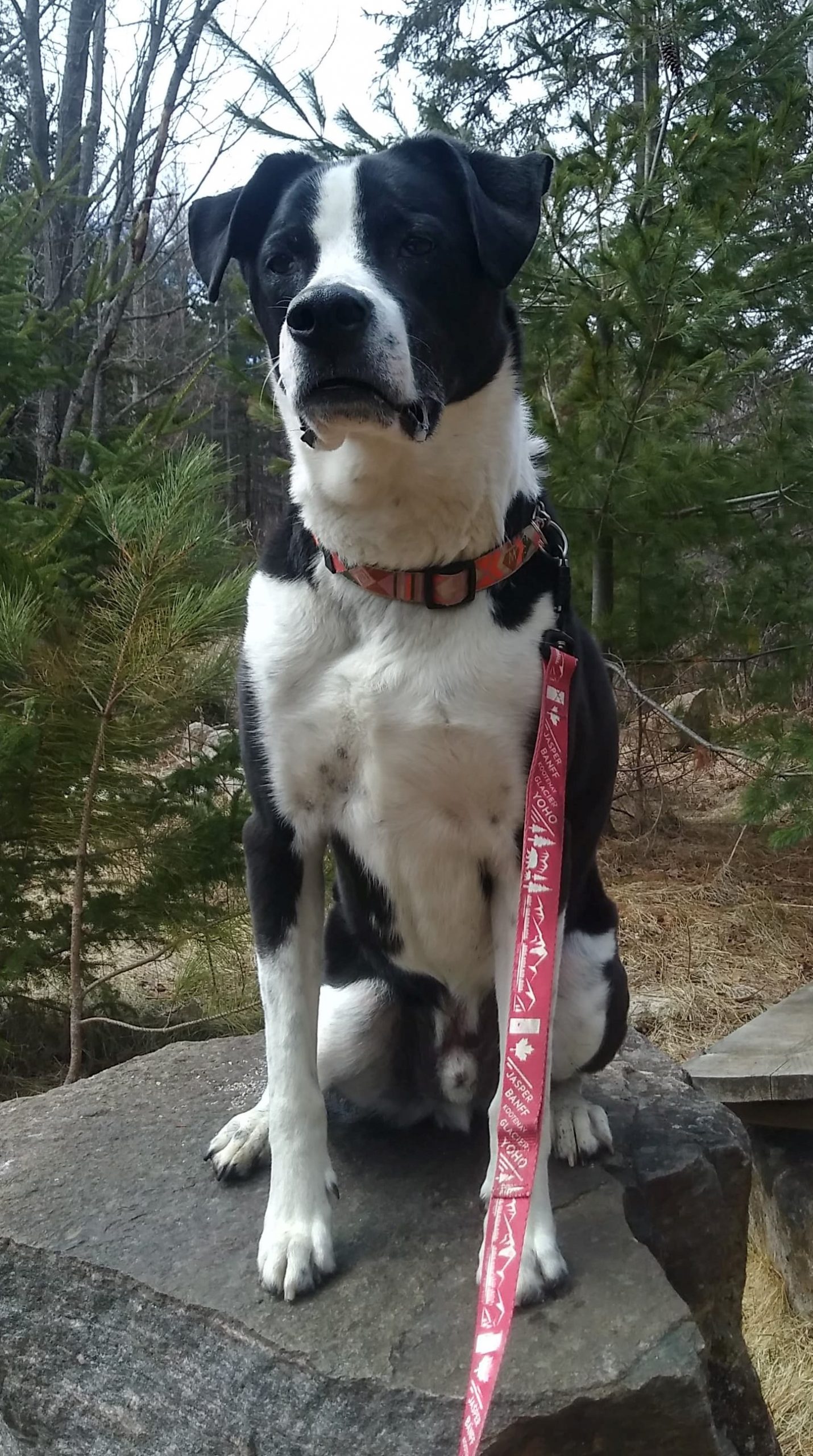 Group Classes - Furry Logic Dog Training
