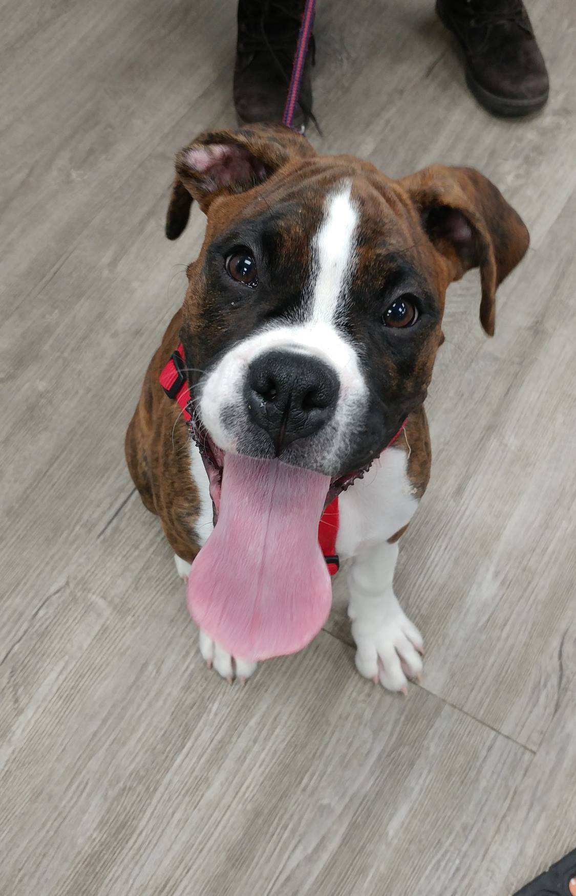 Group Classes - Furry Logic Dog Training