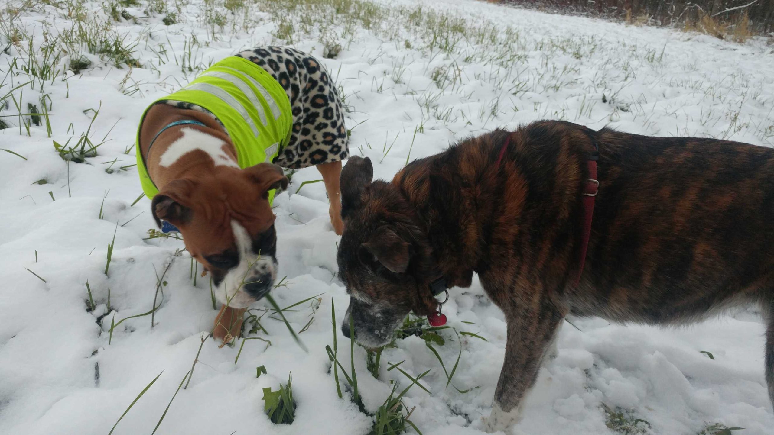 Boredom Busters - Furry Logic Dog Training
