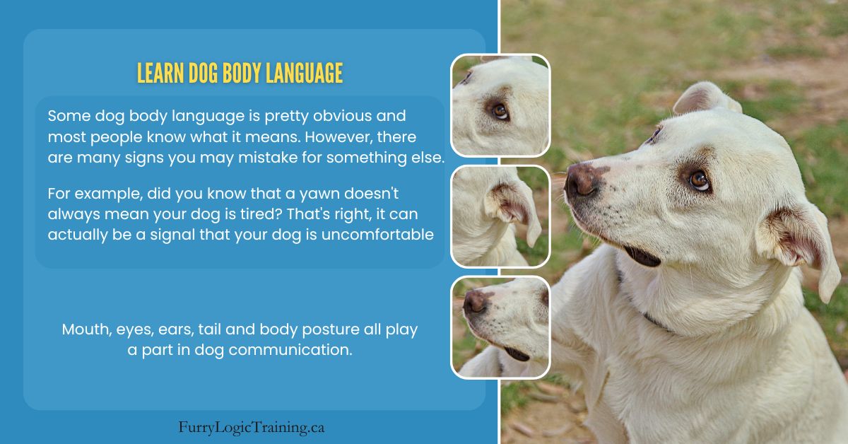Bite Prevention - Furry Logic Dog Training