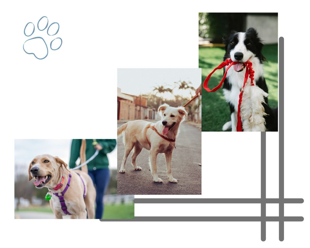 Important Class Info - Furry Logic Dog Training