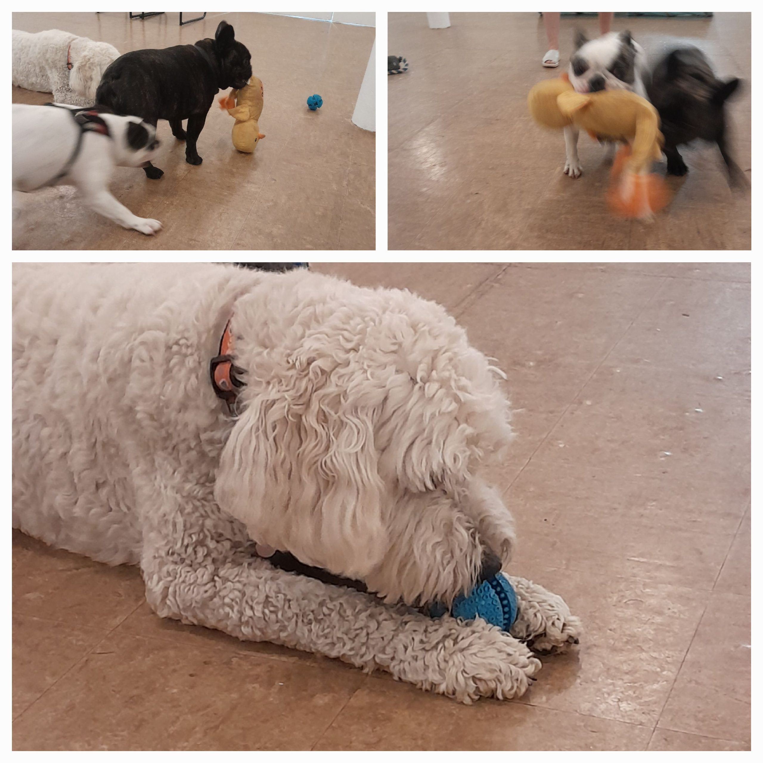 Group Classes - Furry Logic Dog Training