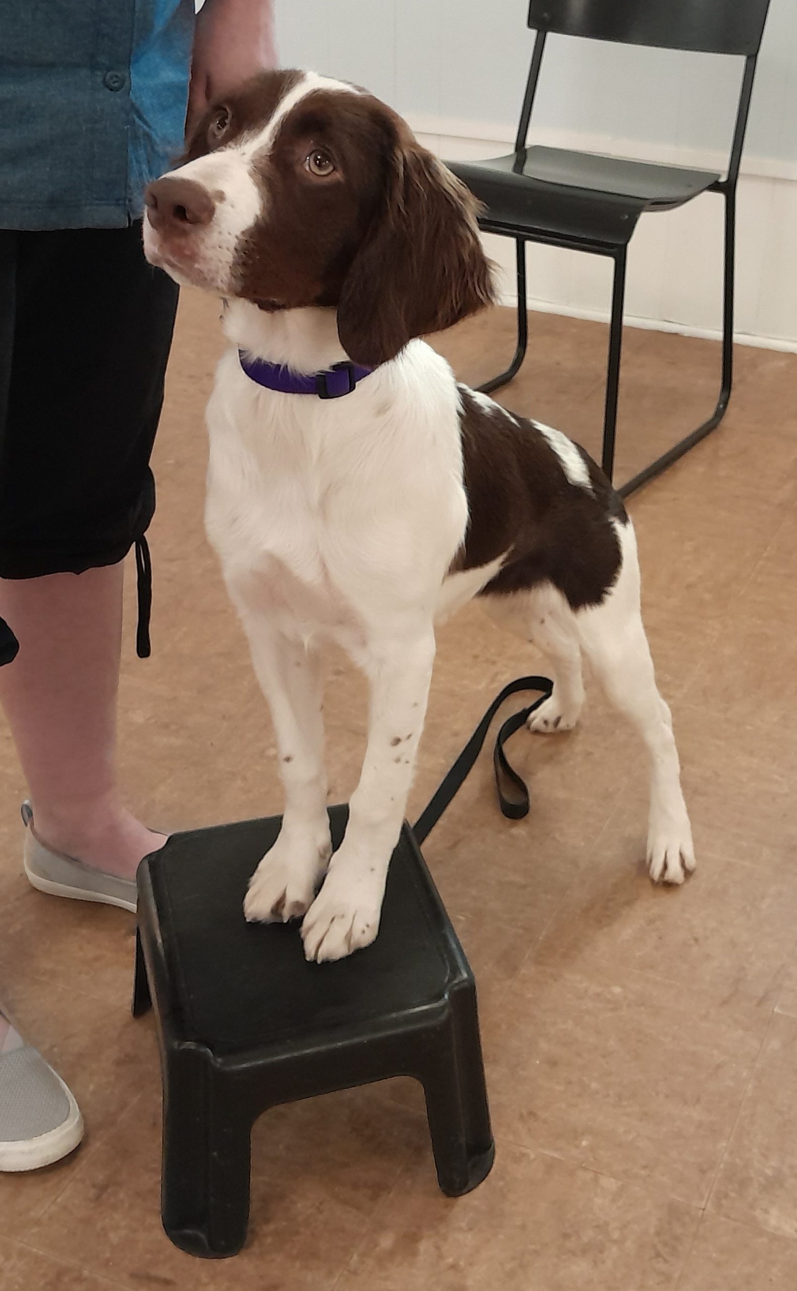 Group Classes - Furry Logic Dog Training